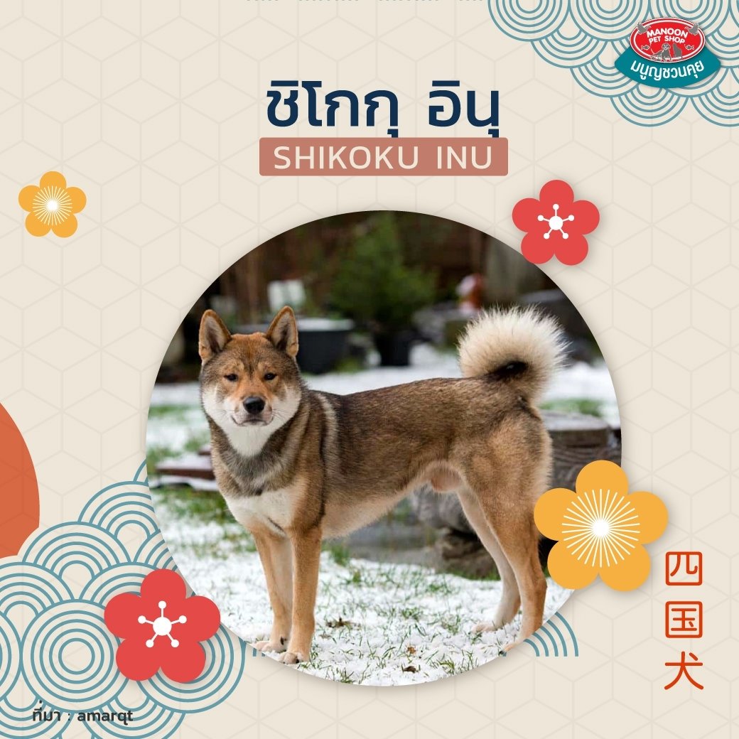 Are Shikoku The Most Intelligent Dogs